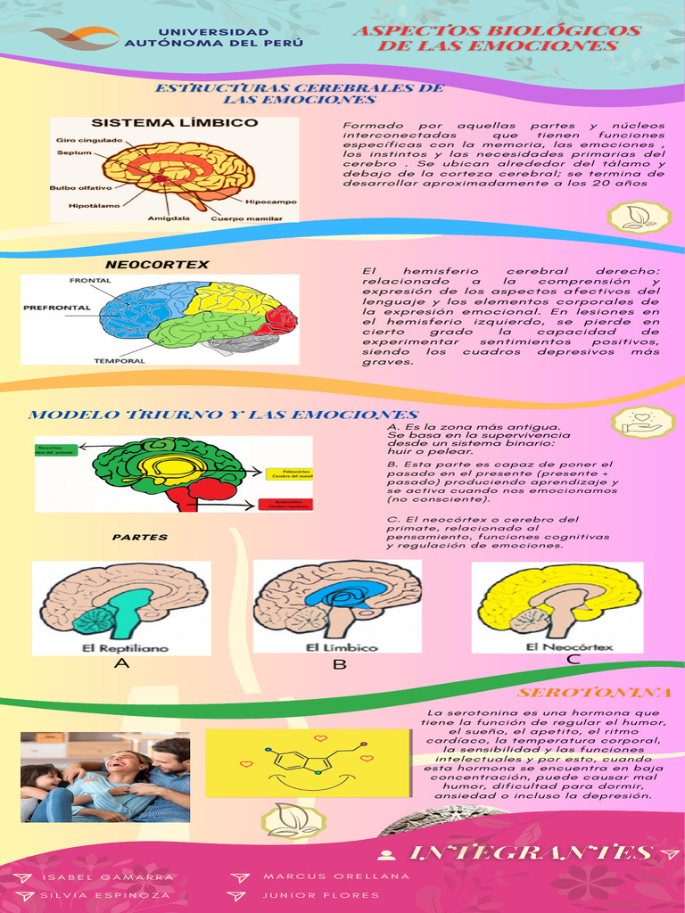 Infografía Pdf Las Emociones Cerebro