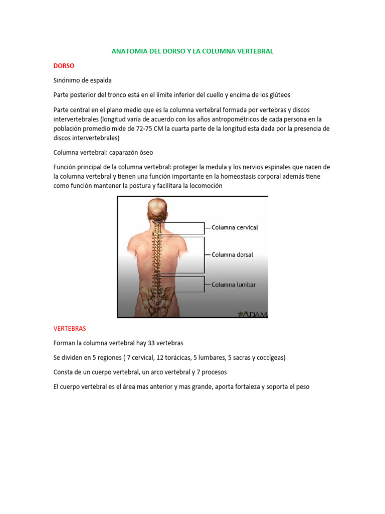 Anatomía del Dorso y Columna Vertebral | PDF | La columna vertebral ...