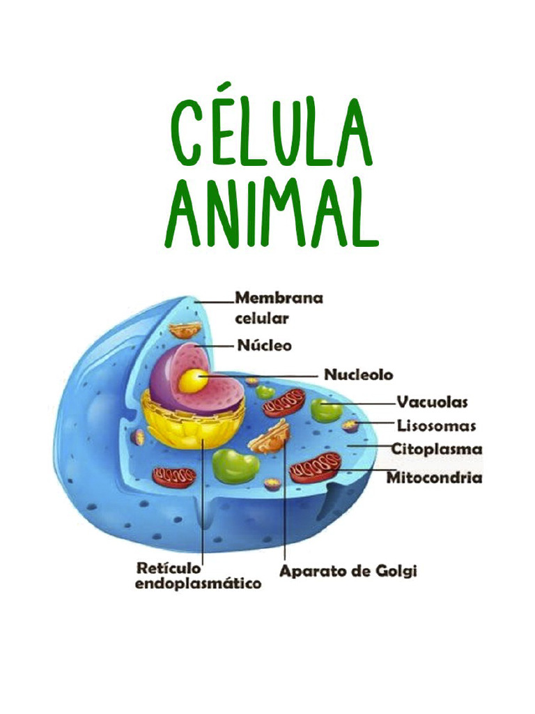 Celula Animal y Vegetal y Sus Partes | PDF
