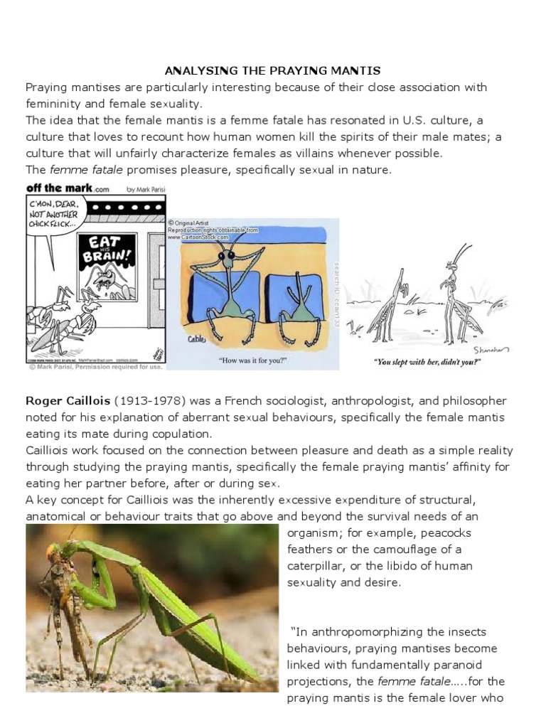Analysing The Praying Mantis | PDF | Zoology | Sex