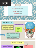 Tipos de Craneo | PDF