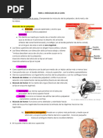Función del músculo corrugador superciliar | PDF