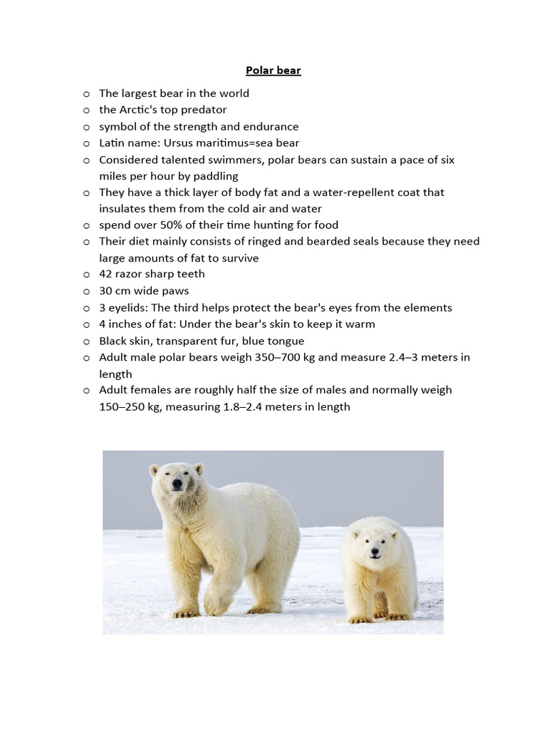 Polar Bear | PDF