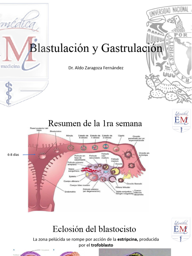 Gastrulación | PDF | Embrión | Interacciones biológicas