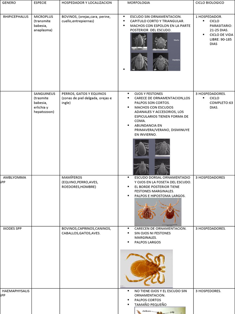 Tipos de Garrapatas y sus Características | PDF