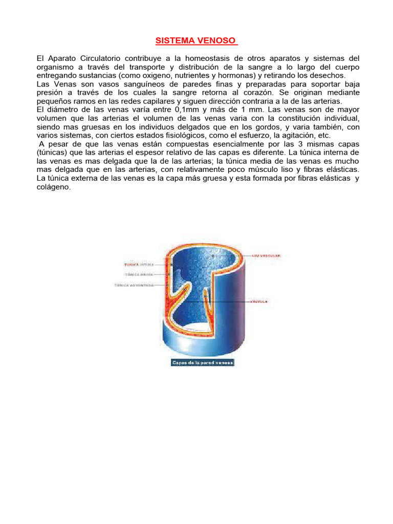 Anatomía y Función del Sistema Venoso | PDF | Vena | Sistema circulatorio