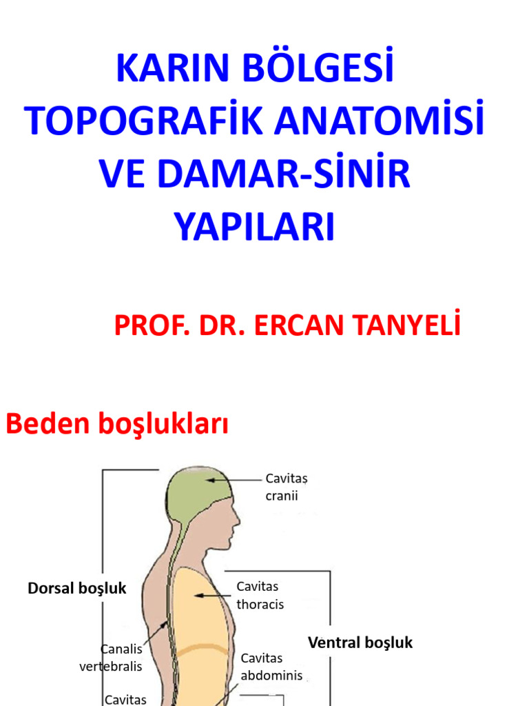 1-) Karın Bölgesi Topografik Anatomisi | PDF