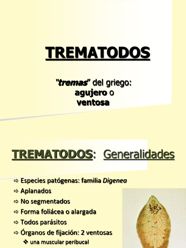 Trematodos: Morfología y Ciclos | PDF | Hogar, jardinería y bricolaje ...