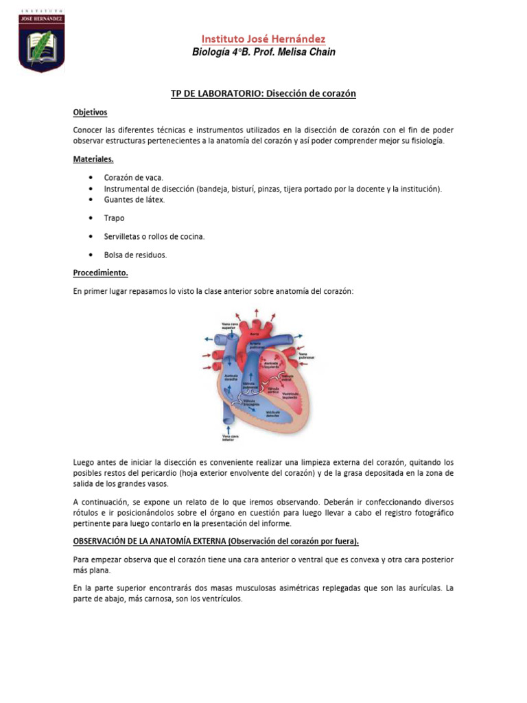 4b - TP - Disección de Corazón | PDF | Ventrículo (corazón) | Corazón