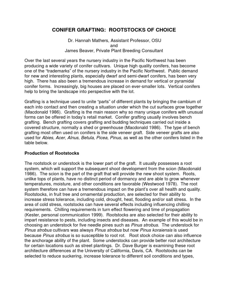 Conifer Grafting | PDF | Grafting | Agriculture