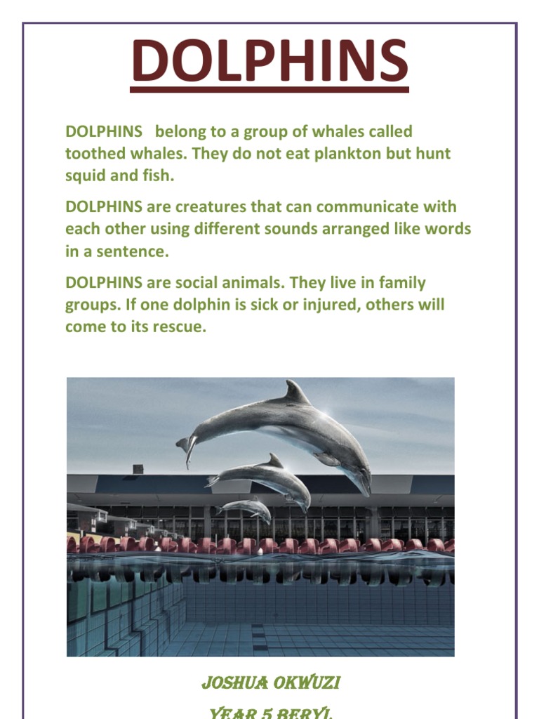 Dolphin Behavior and Communication | PDF | Dolphin | Whales