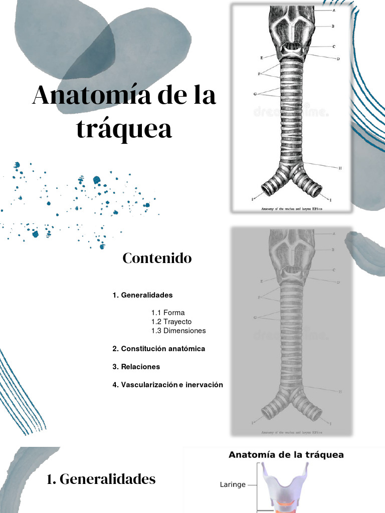 Anatomía y Relaciones de la Tráquea | PDF | Laringe | Tiroides