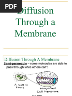 Osmosis Red Onion Cells | PDF | Osmosis | Biology