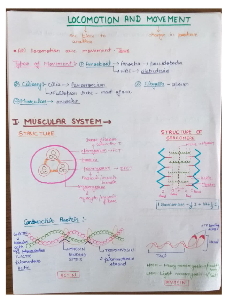 Locomotion and Movement Short Notes | PDF