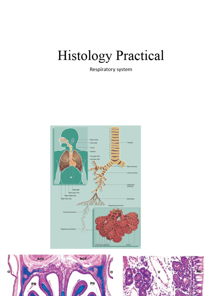 Respiratory System Pdf