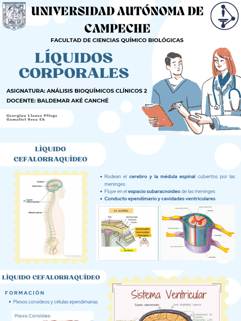 Líquidos Corporales | PDF | Fluido cerebroespinal | Anatomía