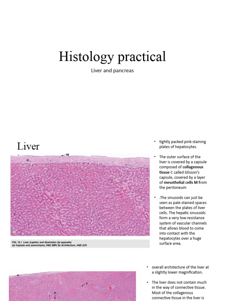 The Liver and Pancreas | PDF | Liver | Pancreas