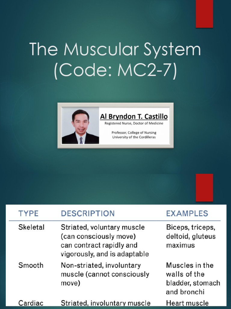 MC2-7 Muscular System | PDF