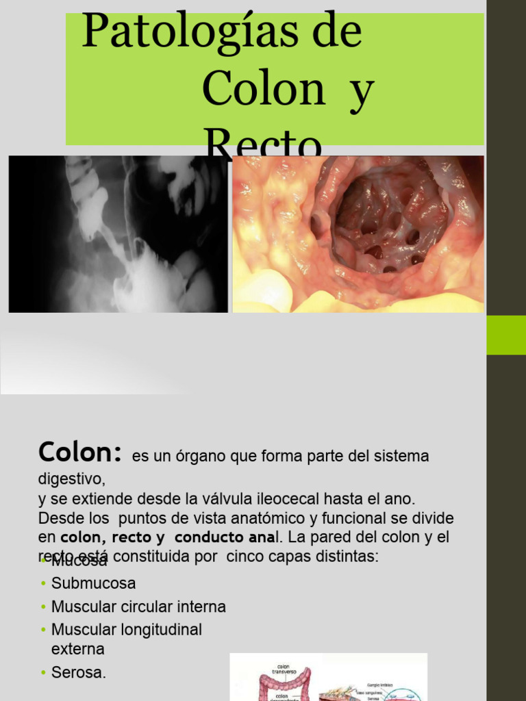 Colon | PDF | Salud y bienestar