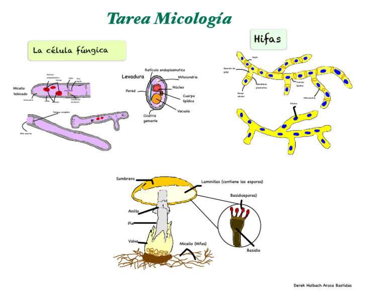 Estructura de Las Hifas | PDF