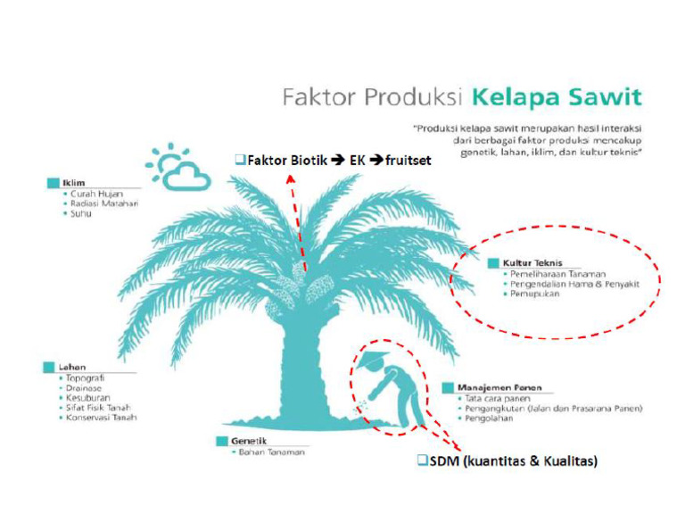 Faktor Produksi Kelapa Sawit | PDF