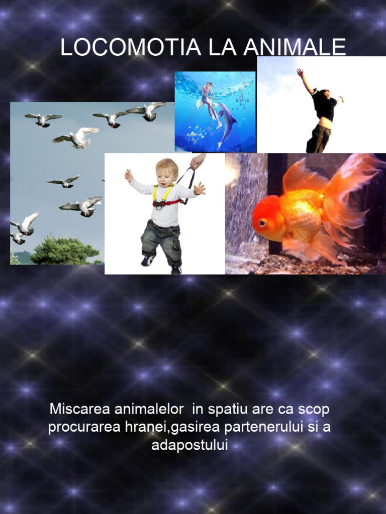Locomotia La Animale Final | PDF