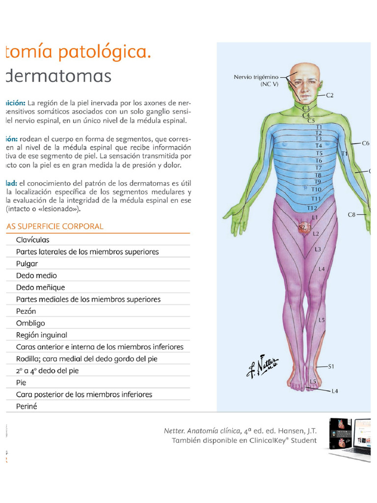 Dermatomas | PDF