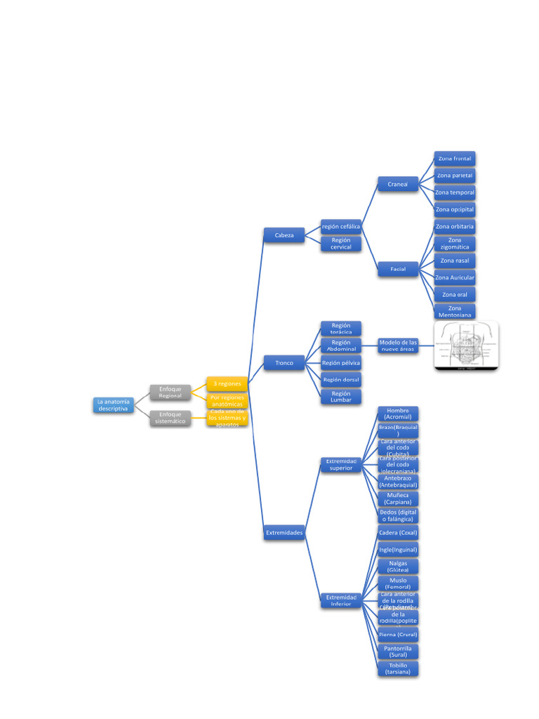 Apuntes Regiones Corporales | PDF