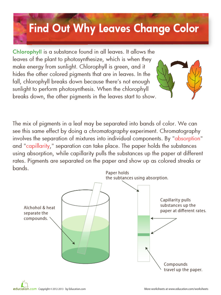 Why Do Leaves Change Color | PDF | Leaf | Photosynthesis