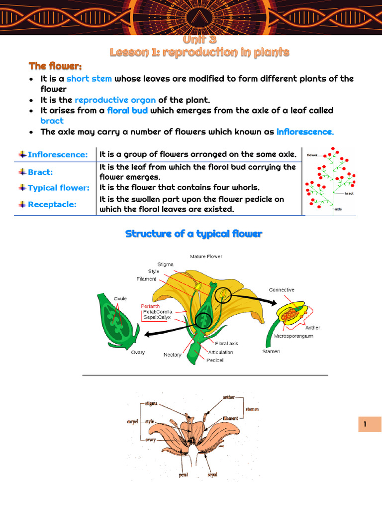 Unit 3 | PDF | Flowers | Pollination
