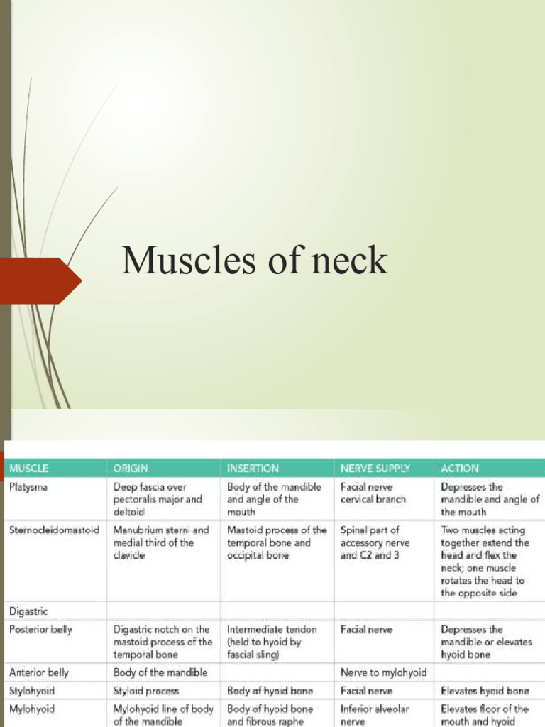11 Muscles of Neck | PDF