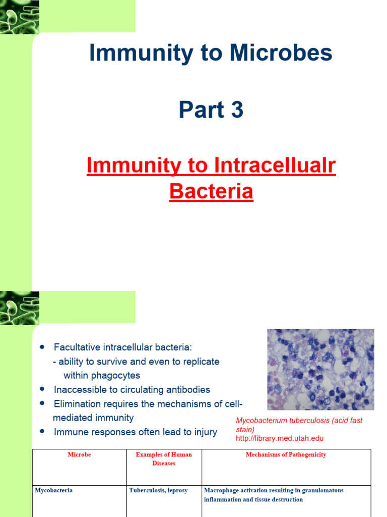 Immunity to Intracellular Bacteria | PDF | Immune System | Macrophage