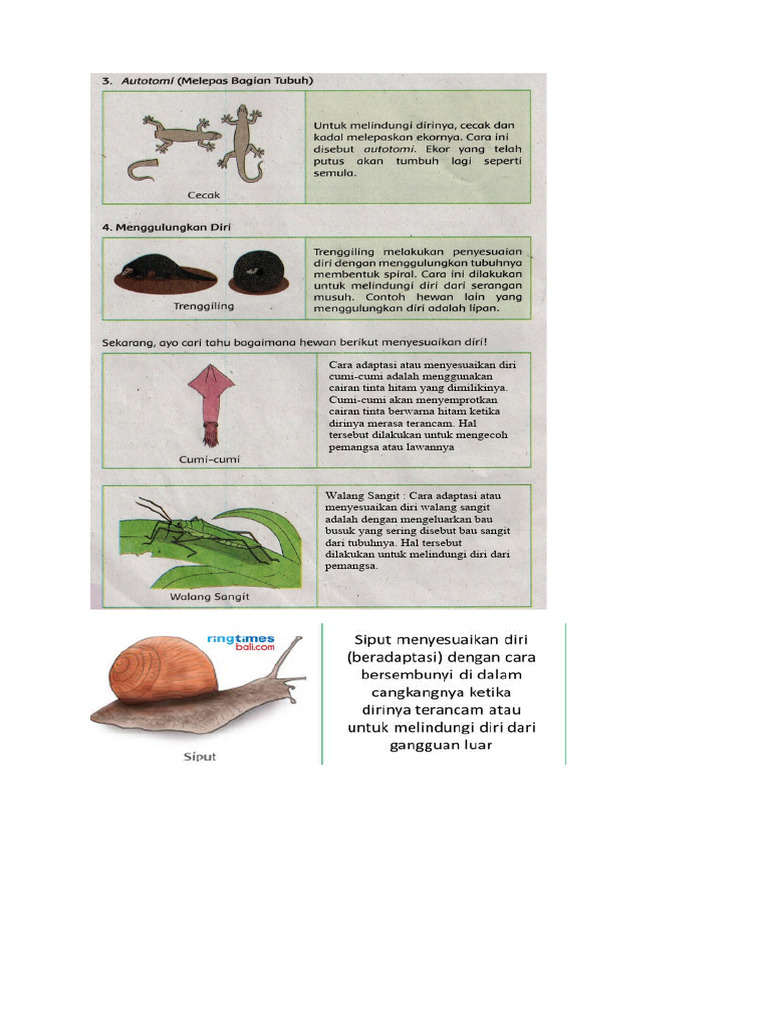 Jawaban Anak SD Gambar Siput | PDF