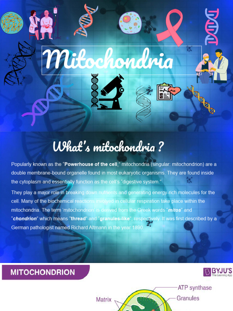 Mitochondria | PDF | Mitochondrion | Cell (Biology)