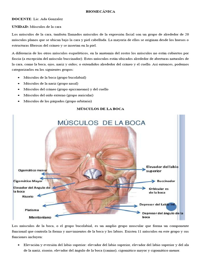Músculos de la Cara y su Función | PDF | Nariz humana | Anatomía humana