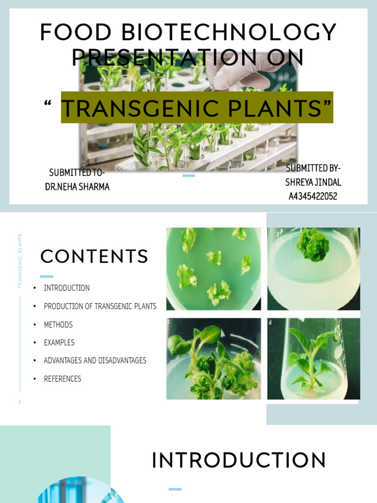 Transgenic Plants Examples