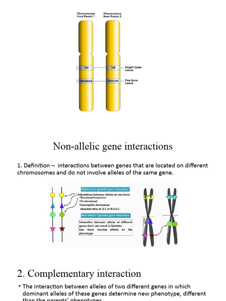 10th Grade Non Allelic Interactions of Genes | PDF