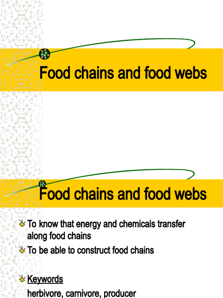 Understanding Food Chains and Webs | PDF | Predation | Herbivore