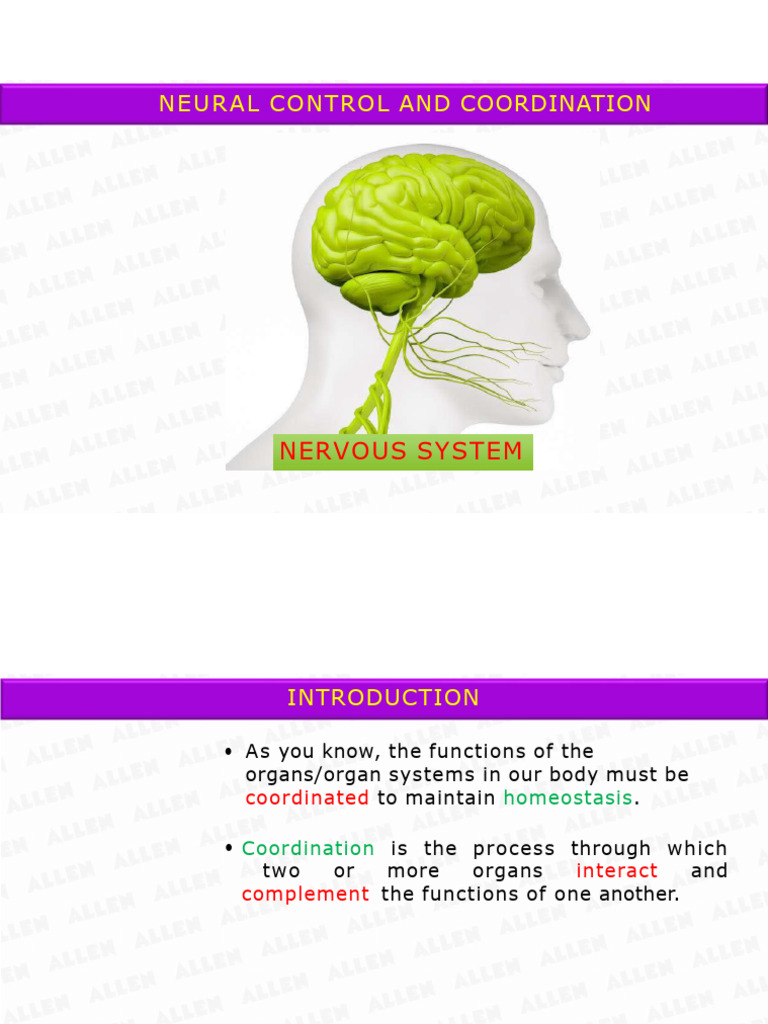 Nervous System Eng | PDF