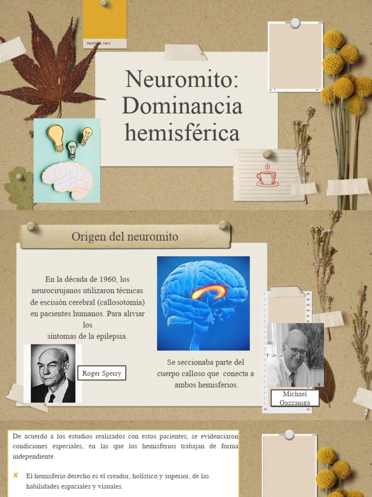 NEUROMITO | PDF | Hemisferio cerebral | Cerebro