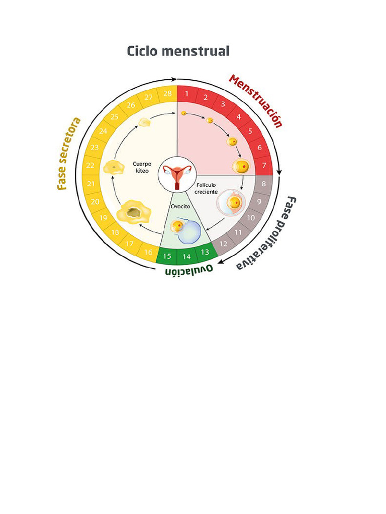 Ciclo Mestrual | PDF