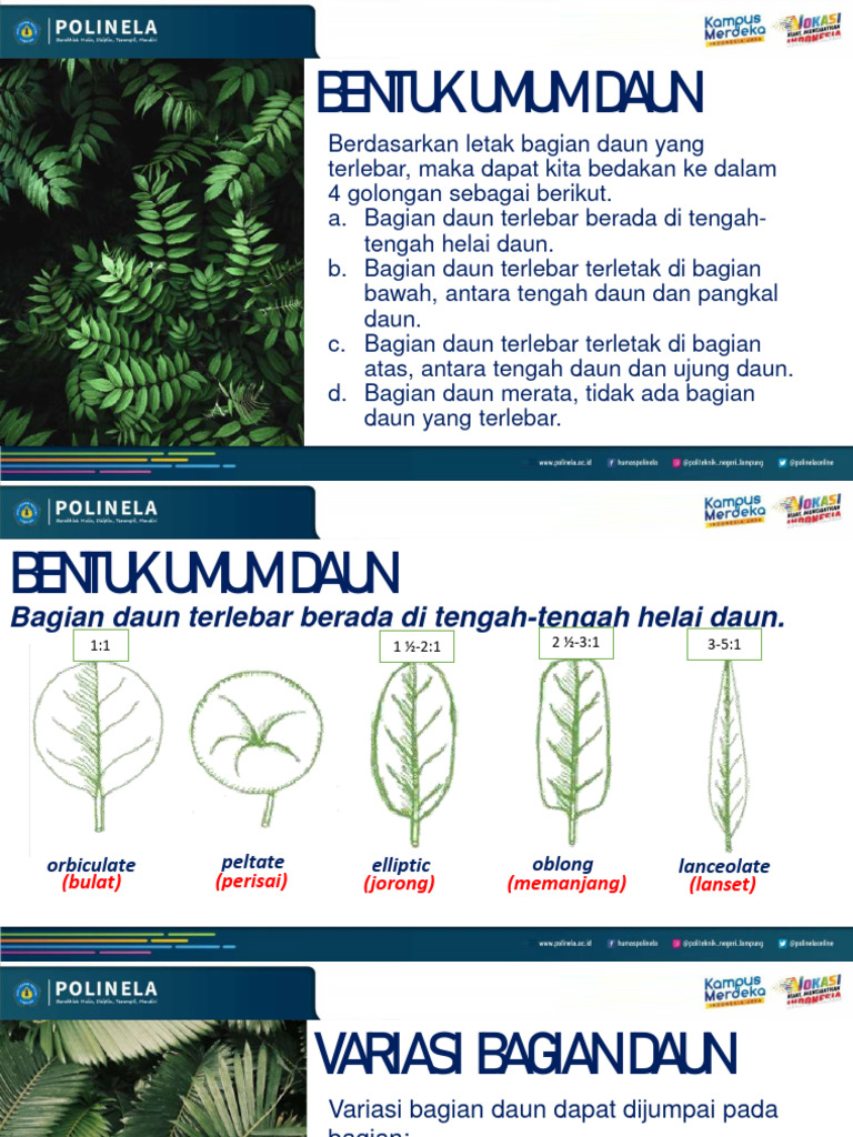 Botani Daun | PDF | Seni & Disiplin Bahasa
