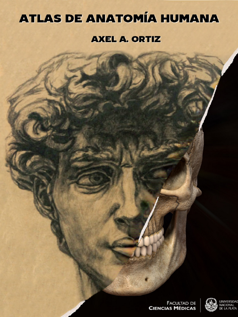 Atlas de Anatomia Humana Aa Ortiz | PDF | Anatomía humana | Tejido suave