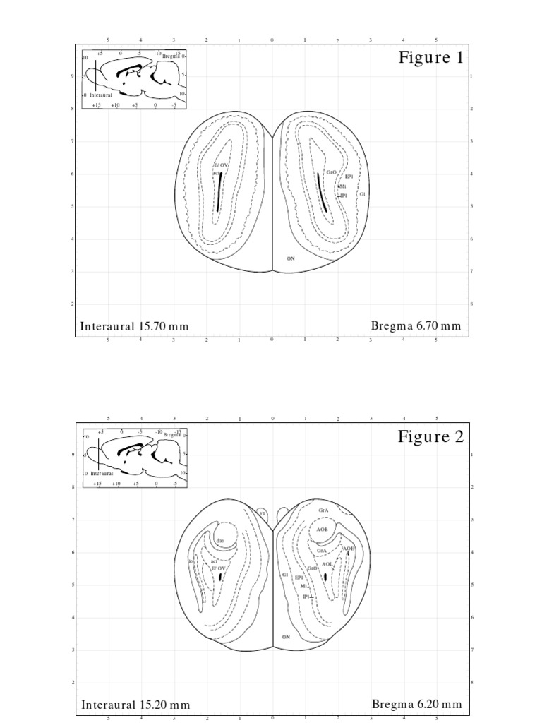 Interaural and Bregma Measurements Data | PDF