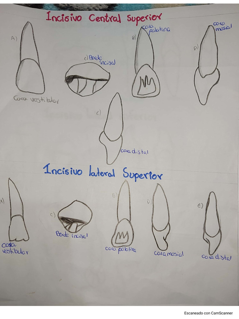 Anatomía de los dientes | PDF