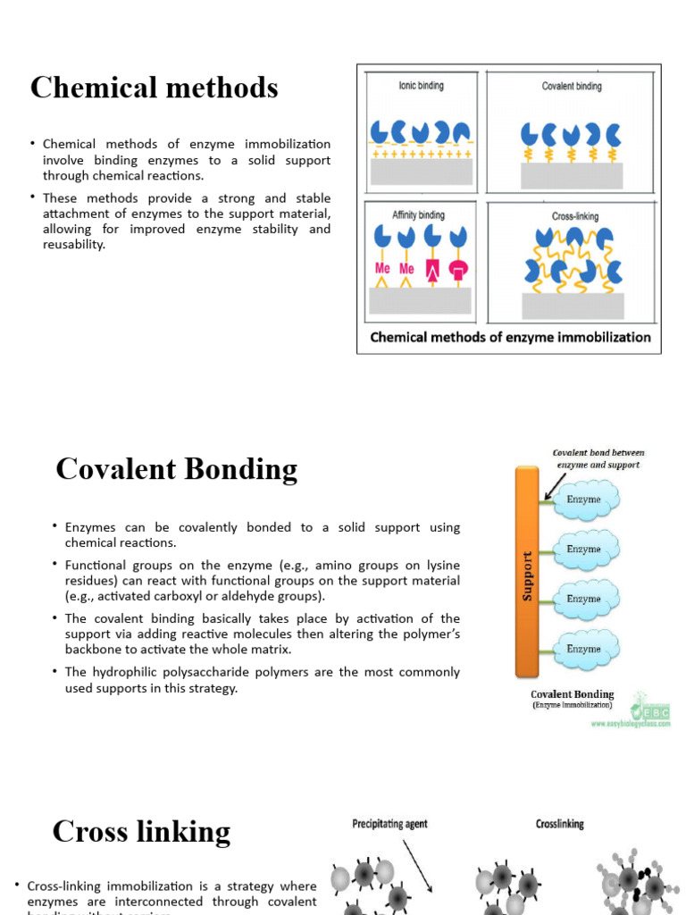 Chemical Methods for Enzyme Immobilization | PDF | Cross Link ...