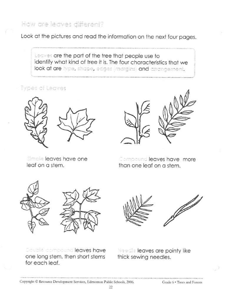 Leaf TreeClassification | PDF