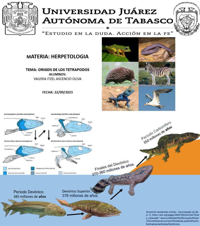 Origen de Los Tetrapodos | PDF