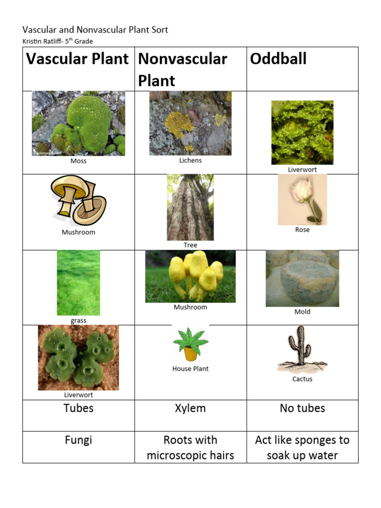 Vascular Plant Nonvascular Plant Oddball | PDF