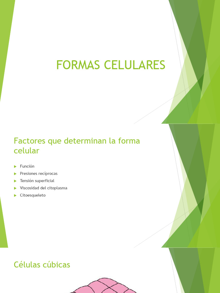 Formas Celulares | PDF